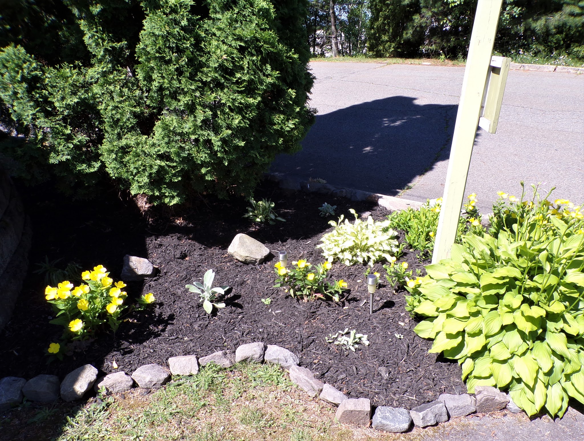 DEBBIE-DABBLE BLOG: A Bit of Yellow in the Gardens, June Garden Update ...