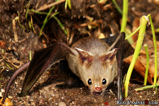 Real Vampires