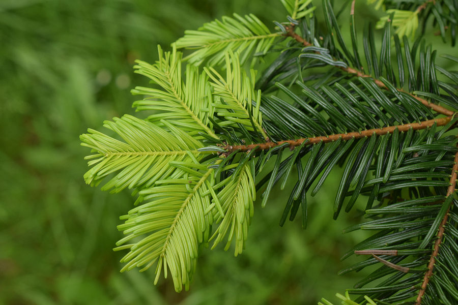 Northwest Conifer Connections: Conifers in Spring