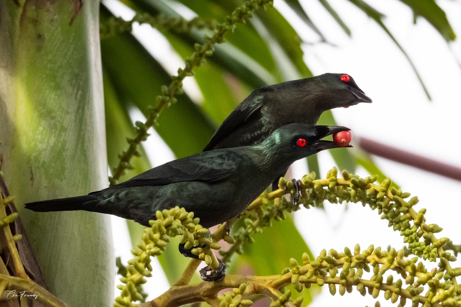 The Chiwit Chronicles: The 5th PPUR International Bird Race Day 1 ...