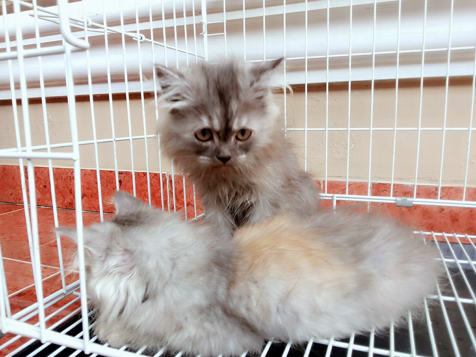 Jual Kucing Jambi | R Hamnie Moy