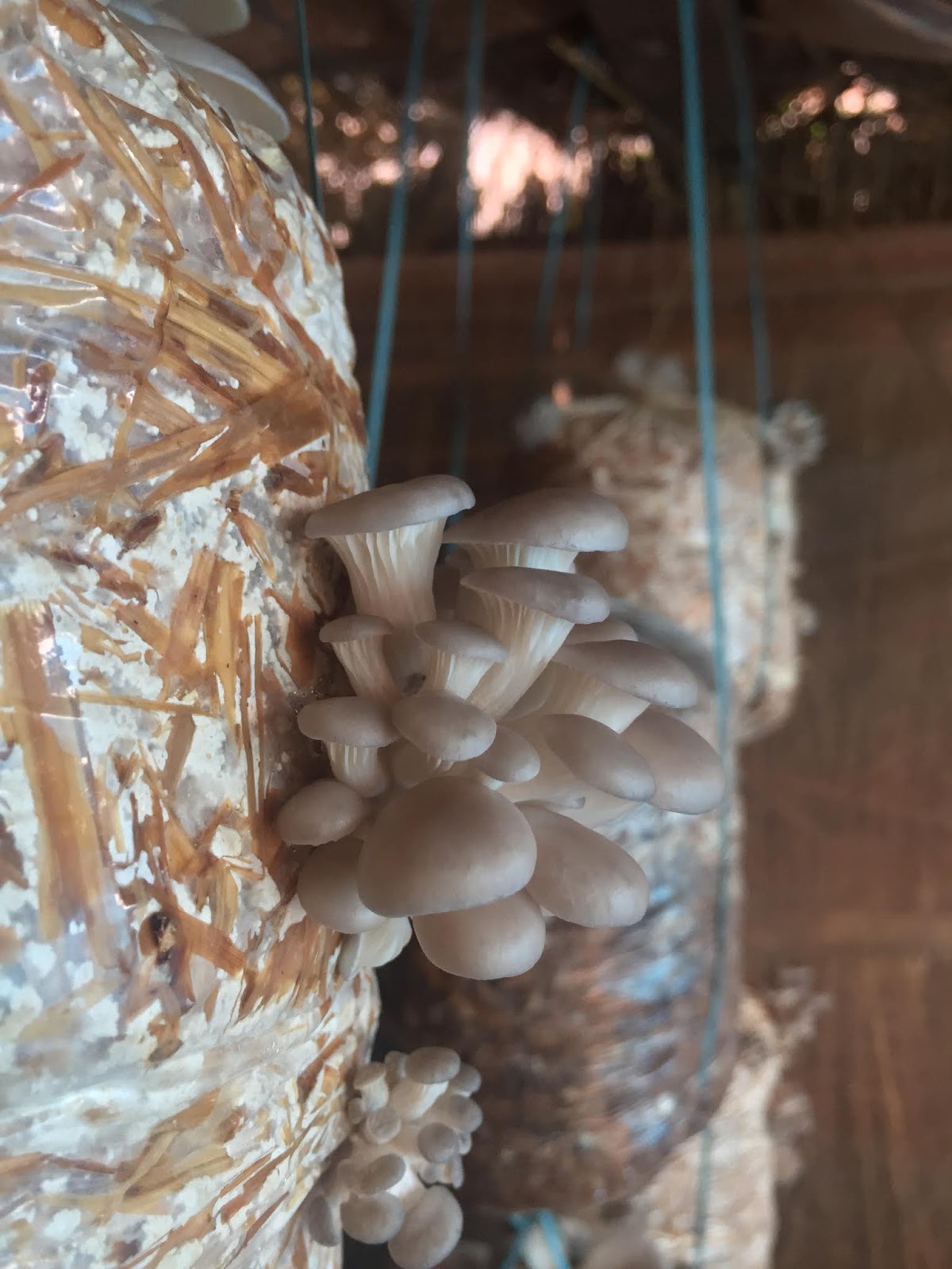 Information about edible mushrooms and It's cultivation process. - Truelife