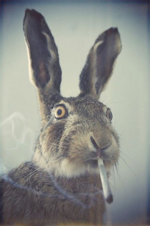 Conejo Fumando - Imagenes de Animales Graciosos, Videos y Fotos de ...