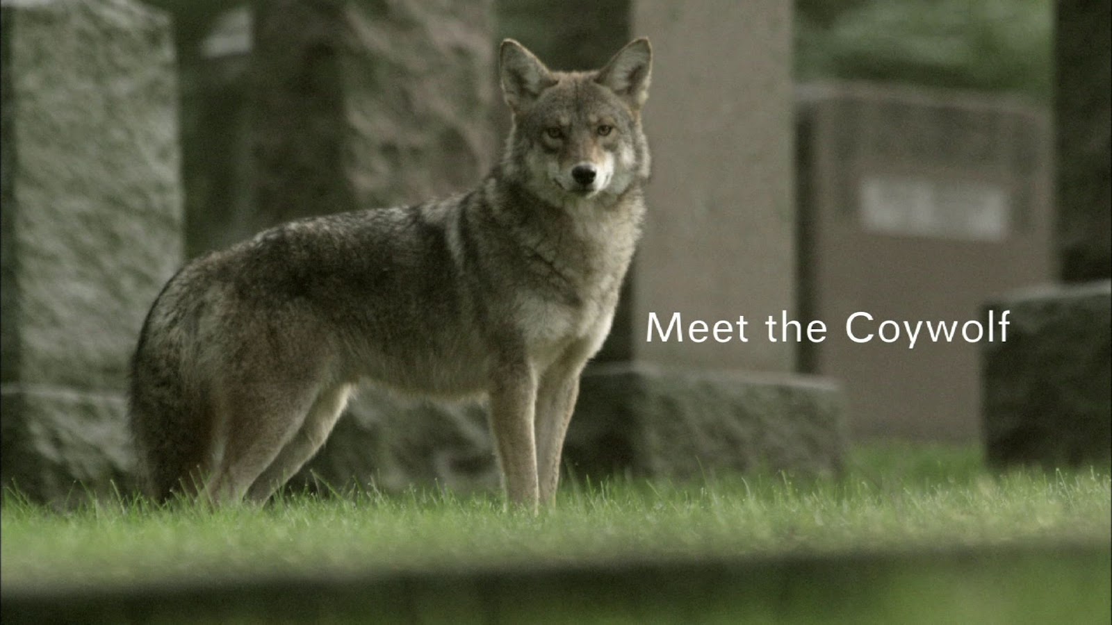 Coywolf The New Super Hybrid