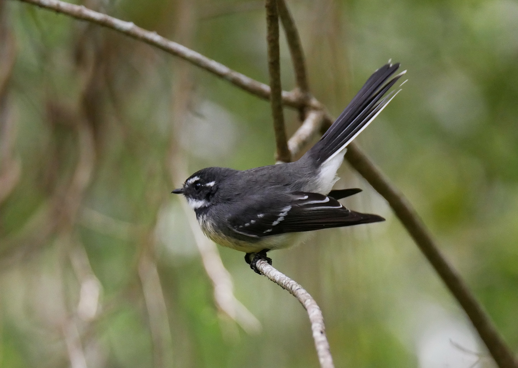 Birding - Tweed Heads - Australia: Tweed Bird List with Photos