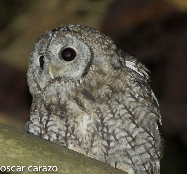 AVESANTURTZI: LOS OJOS DE LA NOCHE:CARABO