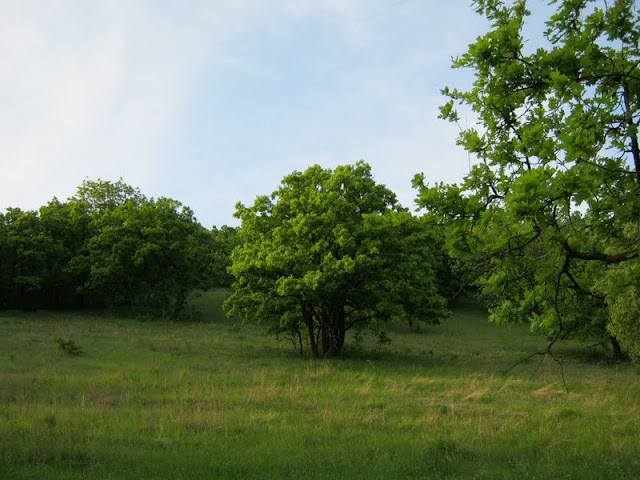 Country inside: Comorile ascunse ale Dobrogei ~ part.I ~ Bujorii din ...