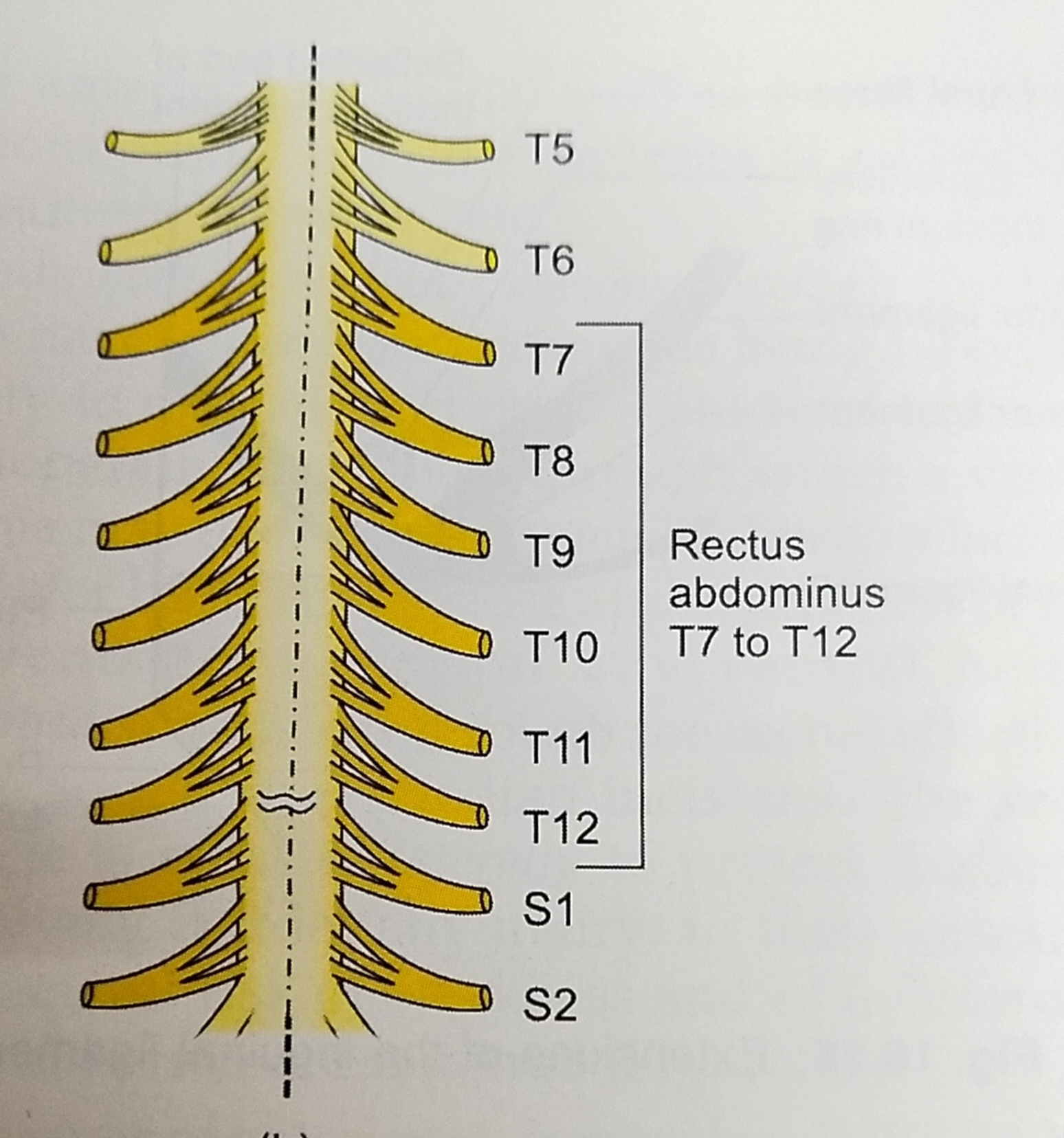 9 Regions of Abdomen