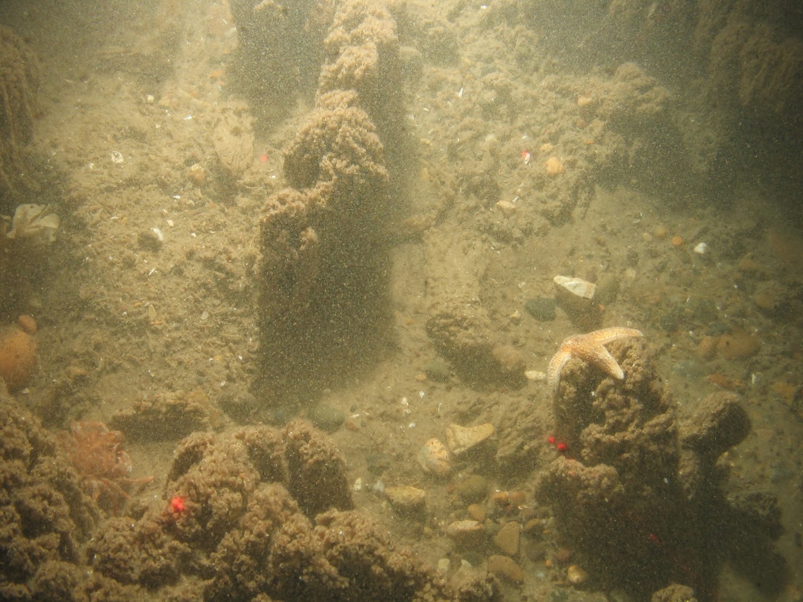 JNCC marine survey update: November 2013