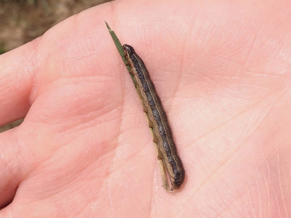 Purdue Turf Tips: Armyworms Invade Indiana