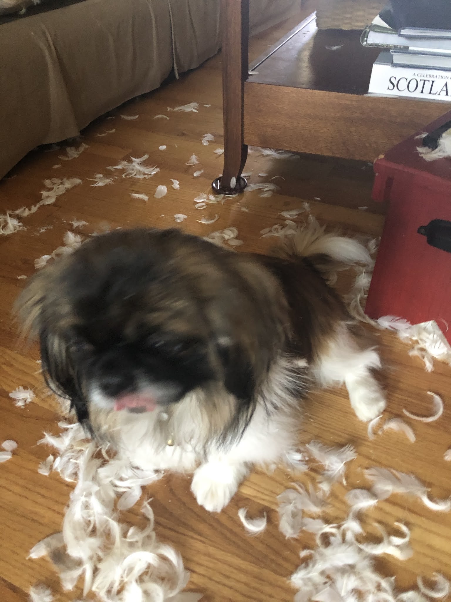 Must Love Pekes: THE COUCH EXPLODED.