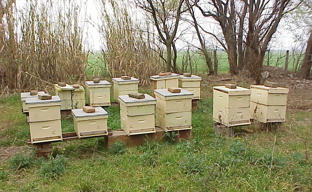 UBICACIÓN Y LOCALIZACIÓN DEL APIARIO PRIMARIO