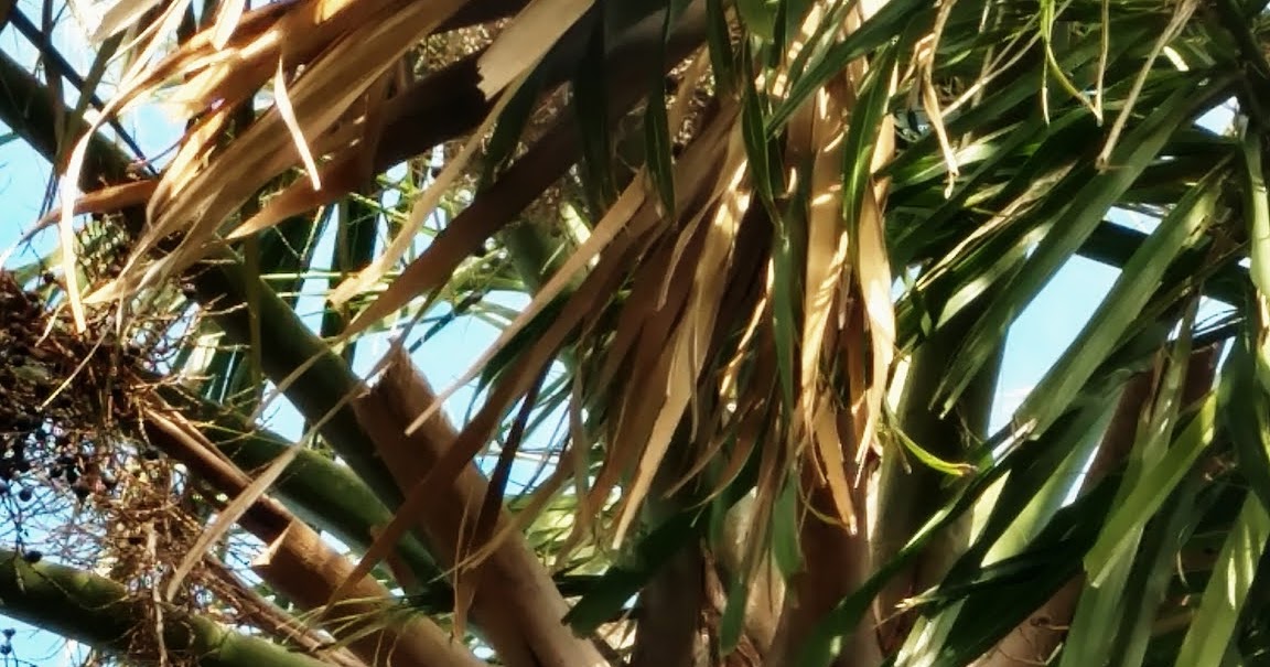 Squirrel Museum Cocoa Beach : Year of the Palm Tree Rat