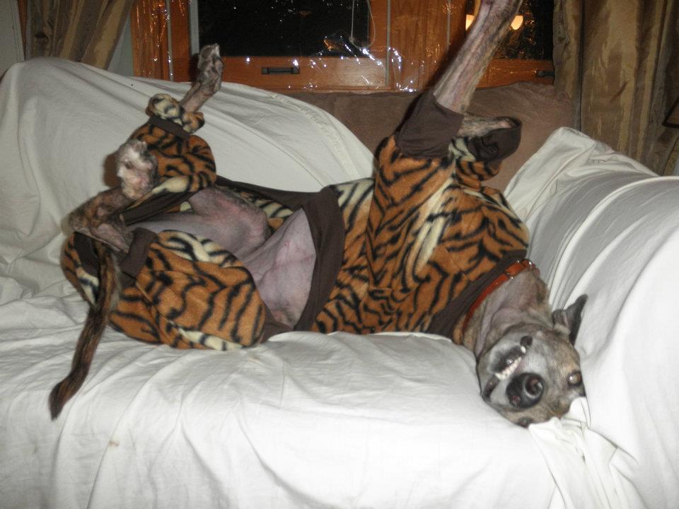 Northern Lights Greyhound Adoption Dog Blog: NLGA Photo Roundup ...