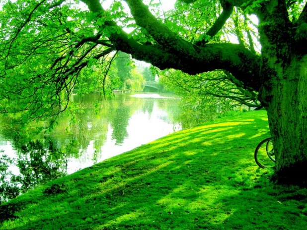 Verde foresta: Step 19 - Anatomia e psicologia del verde foresta