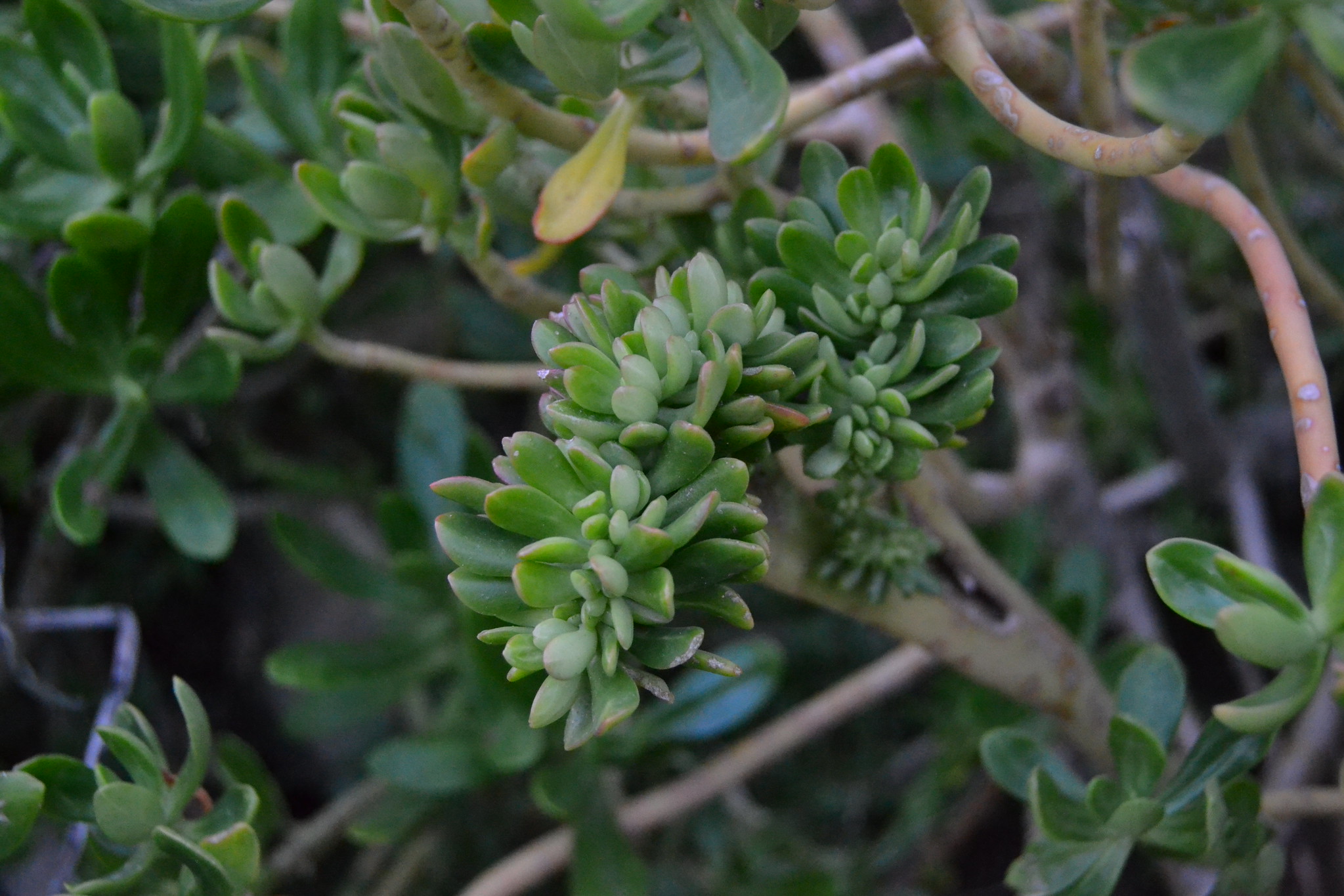 Sedum praealtum - Green cockscomb - Greater Mexican stonecrop care and ...