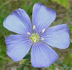 PLANTAS MORENAL: LINO - Linum usitatissimum