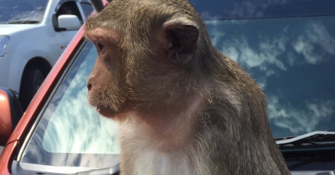World's first-ever human-monkey created into the lab of China is a ...