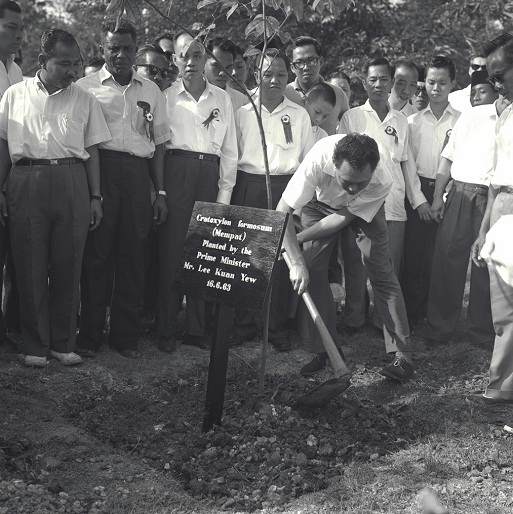 If Only Singaporeans Stopped to Think: Tree Planting Day