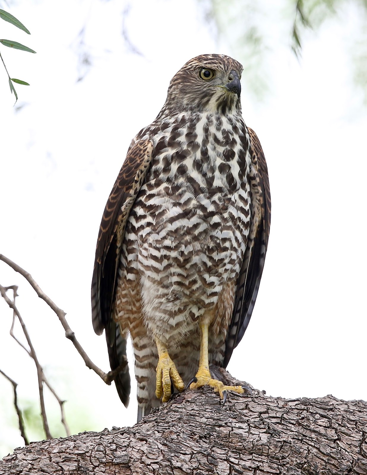 Avithera: Brown Goshawk juvenile portraits
