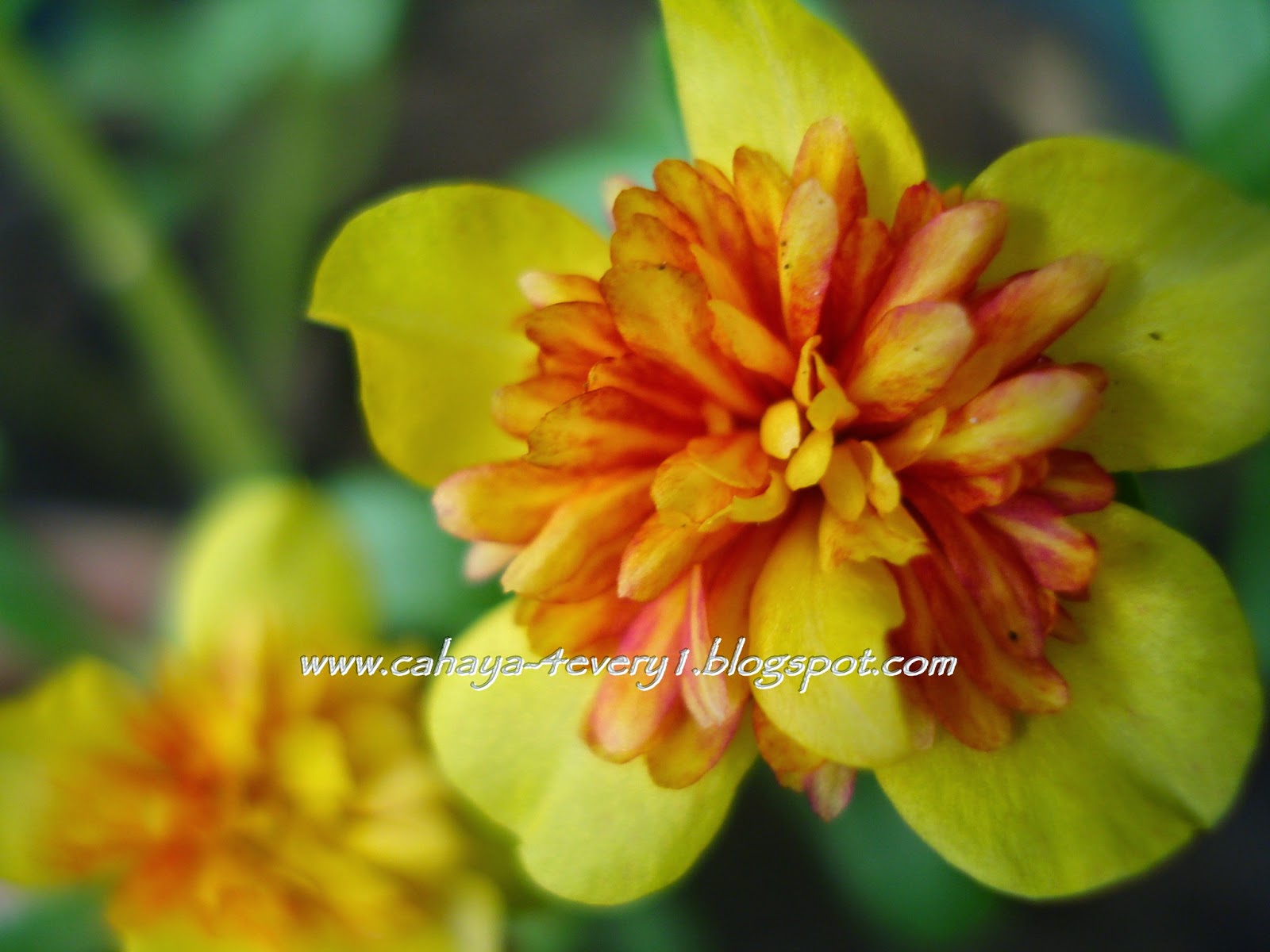 RUMAHKUBAHAGIAKU: Cantiknya bunga Portulaca Grandiflora