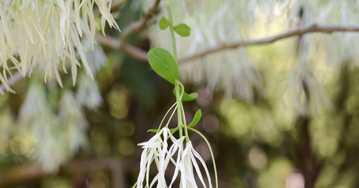 Using Georgia Native Plants: Fringetree: Native Vs. Not