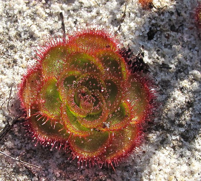 Esperance Wildflowers: Drosera zonaria - Painted Sundew