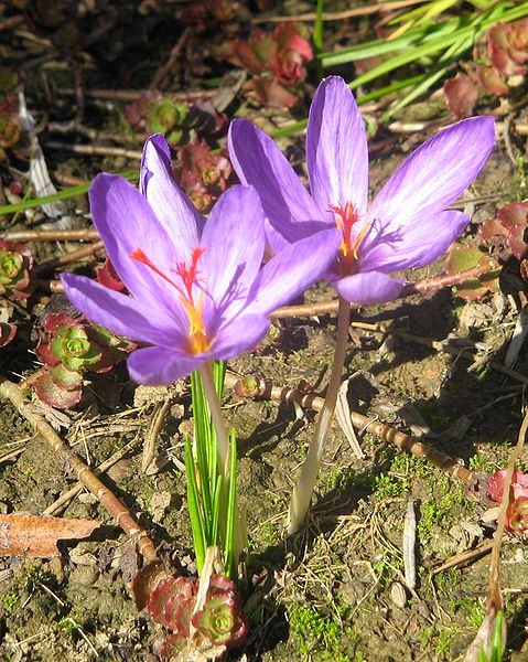 Yard and Garden Secrets: How to Grow Crocus