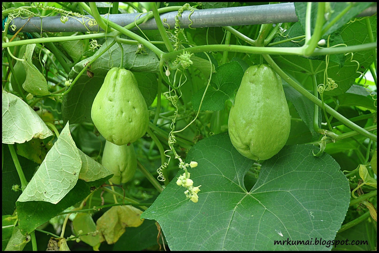 namakucella: LABU SIAM MASAK LEMAK PEDAS