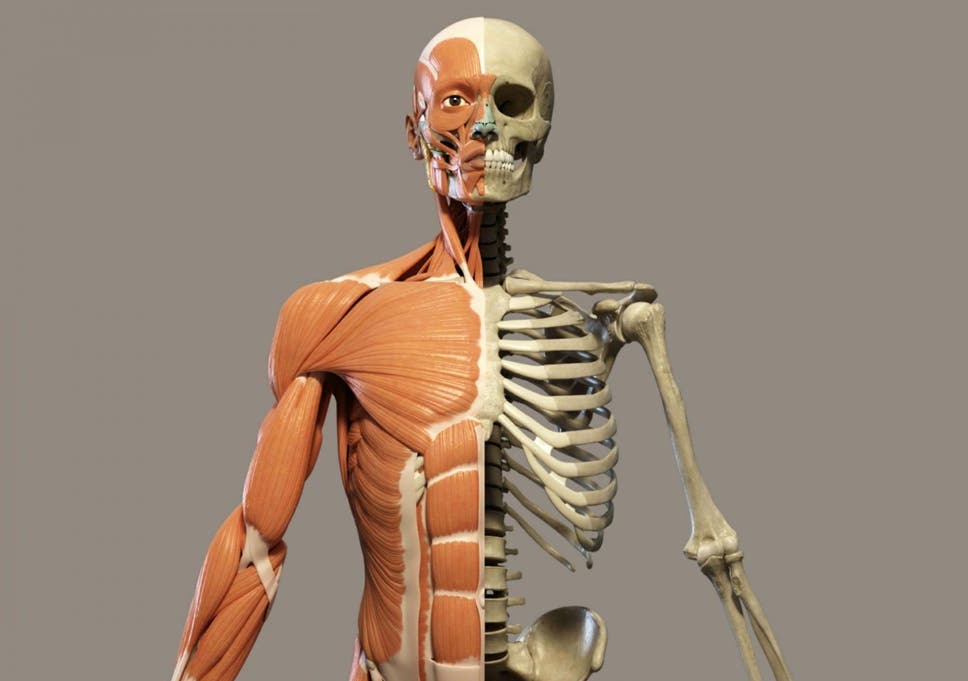 Human Bone मानवी हड्डी Learn About Human Bone Chart Name Number Images Made Up Of