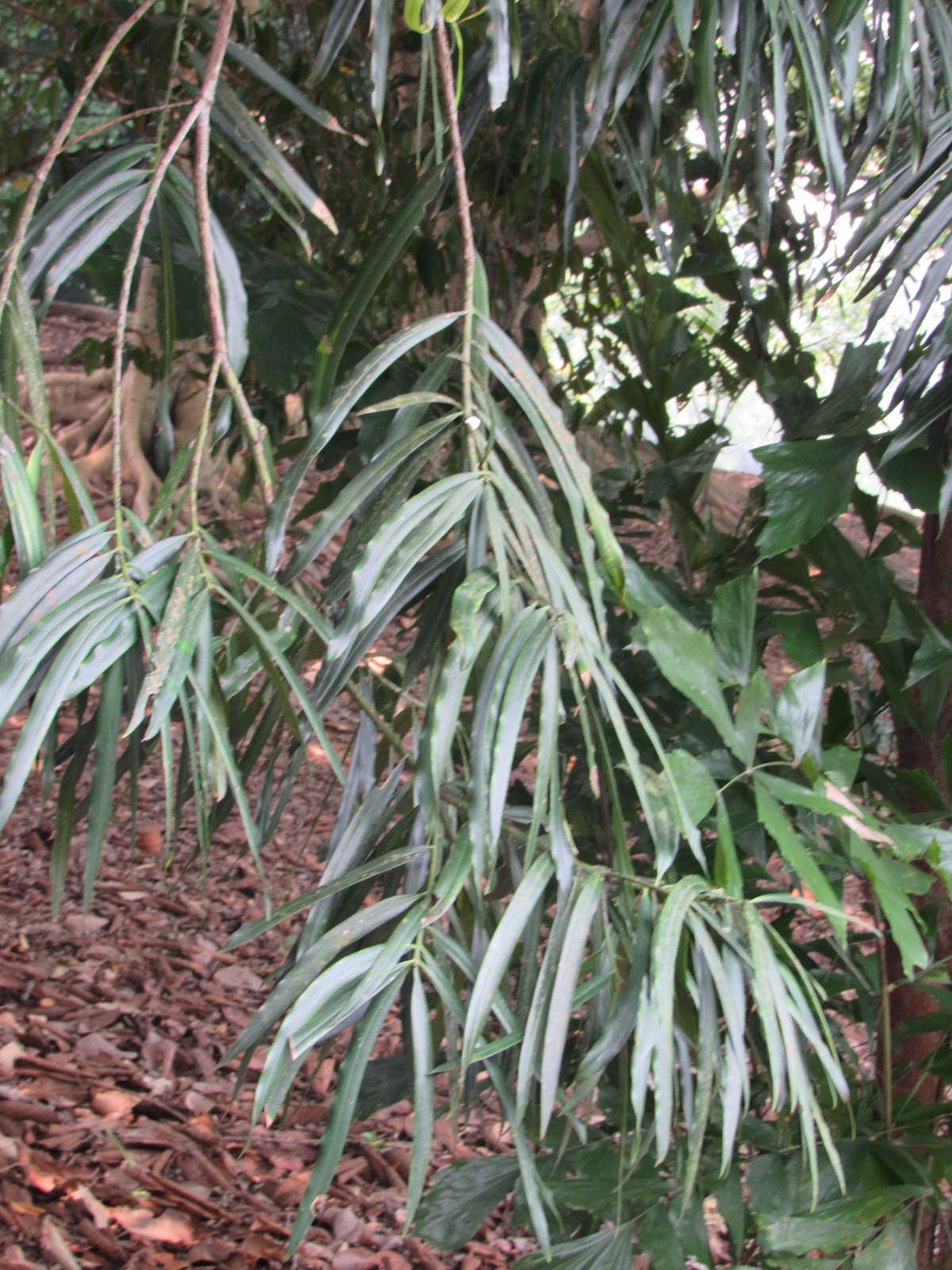 Plants found in Singapore: Podocarpus rumphii