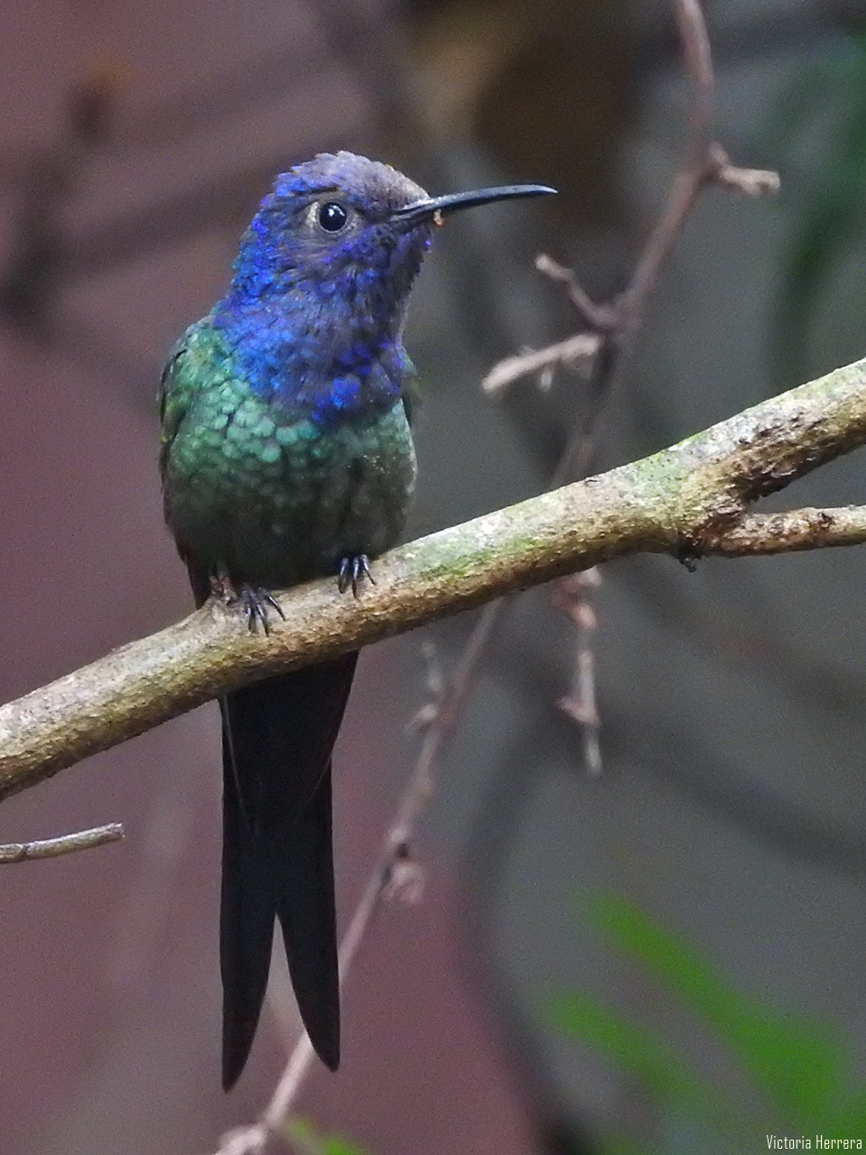 Observando aves: Picaflor tijereta