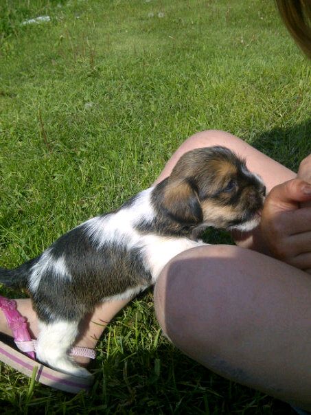 My Life in North Dakota: Pin Tzu (Miniature Pinscher Shih Tzu Cross)