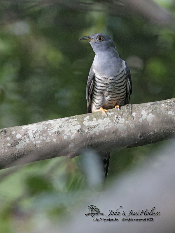John's Hong Kong Birding: Oriental Cuckoo (Cuculus optatus) and birds ...