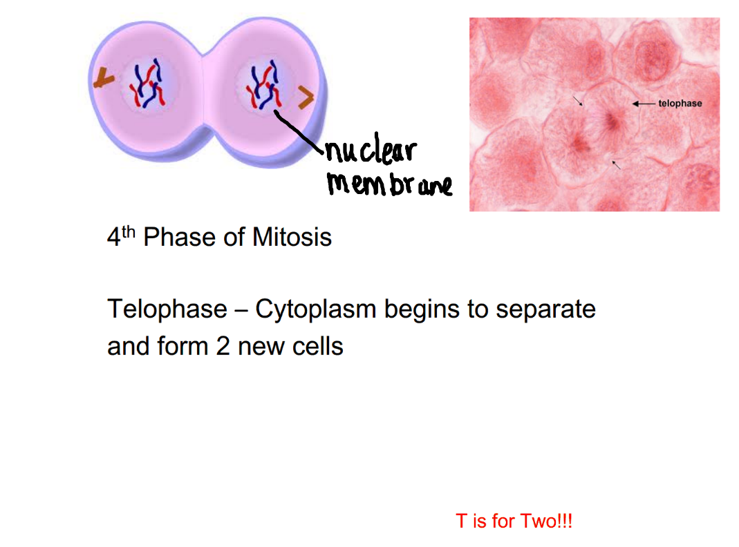 Science 7: Mitosis notes
