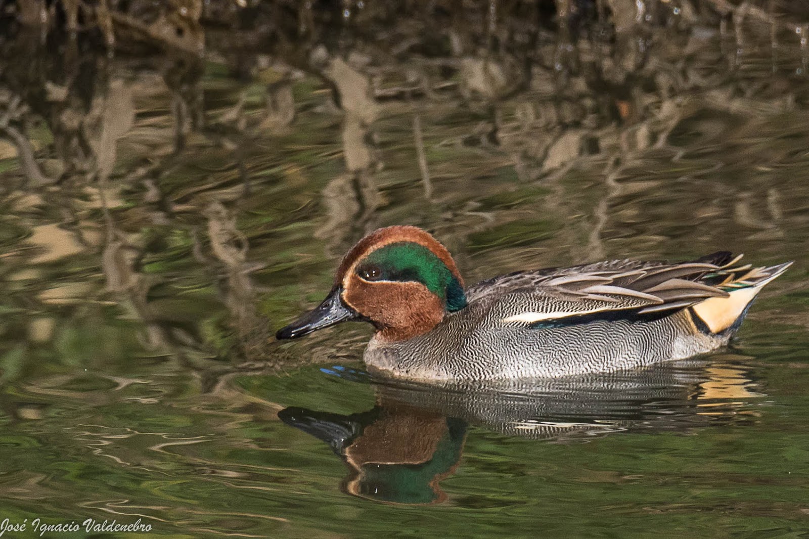 DocNatureBlog: La belleza y fotogenia del pato de superficie más ...