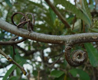 Umzungulu ubopha womile