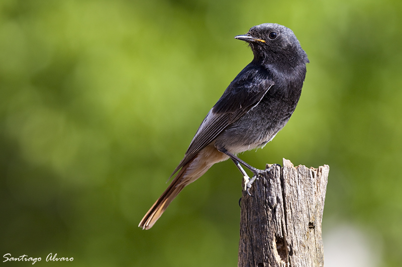 COLIRROJO TIZÓN | Mirada