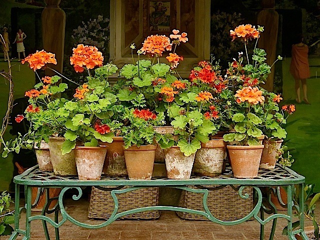 Content in a Cottage: Geraniums in Old Clay Pots