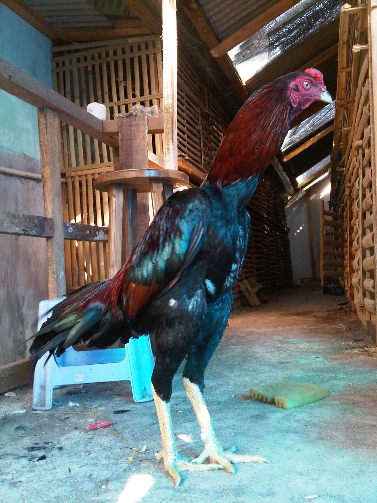PETERNAKAN AYAM BANGKOK IMPORT: LANCURAN...ada 3 ekor....sudah kejual semua