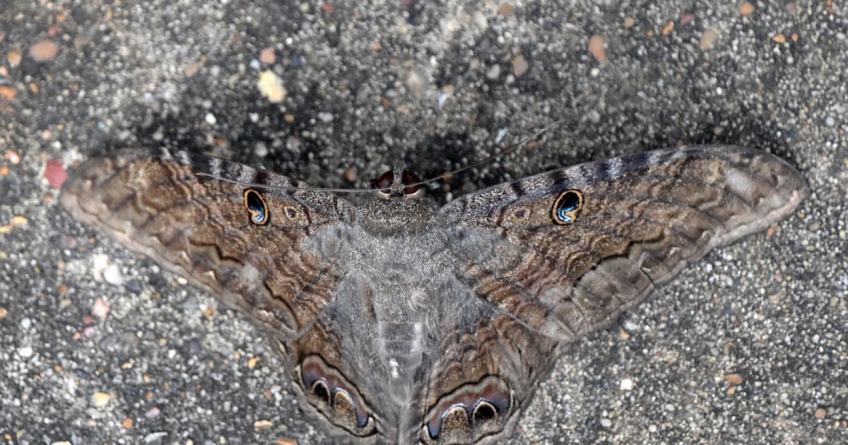 1410 OakWooD: Moths: the Big and Small, the Extreme and Weird