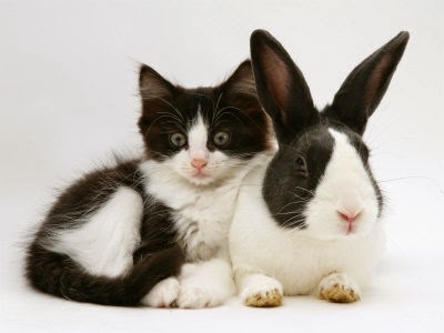 Crow's Feet: Rabbit Rabbit Rabbit for September