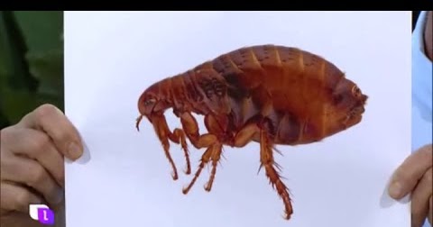 Tausende Fälle von Beulenpest werden jährlich gemeldet