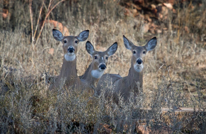 The Temperate Deciduous Forest: Keystone Species