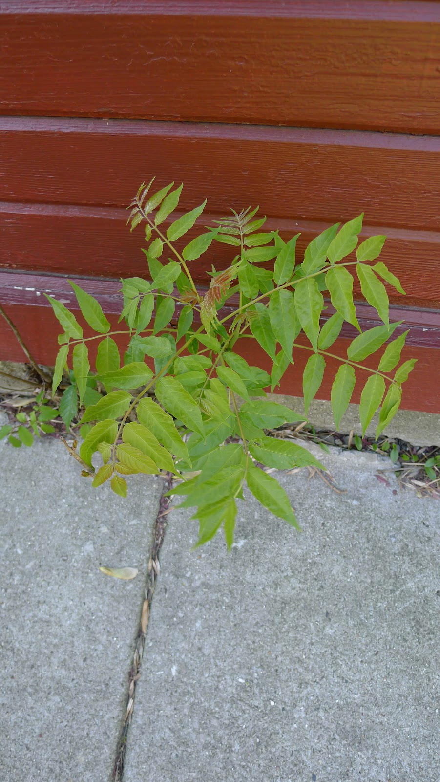 Chicago Weeds: Tree of Heaven