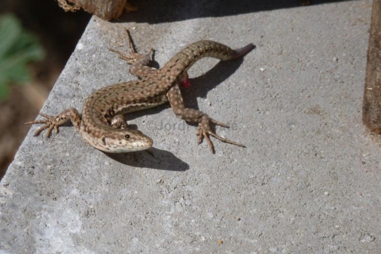 Clemmys guttata: la tortuga moteada: Lagartijas