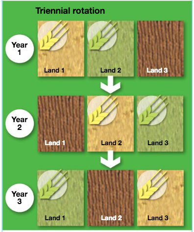 Portulano 2ESO: Unit 5. The High Middle Ages. Urban reinassance