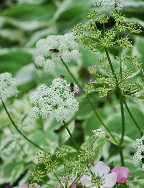 Three Dogs in a Garden: Invasive Plants, Part 3: How I Eliminated ...