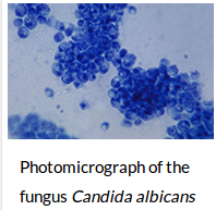 Avian Flu Diary: mSphere: Comparative Pathogenicity of UK Isolates of ...