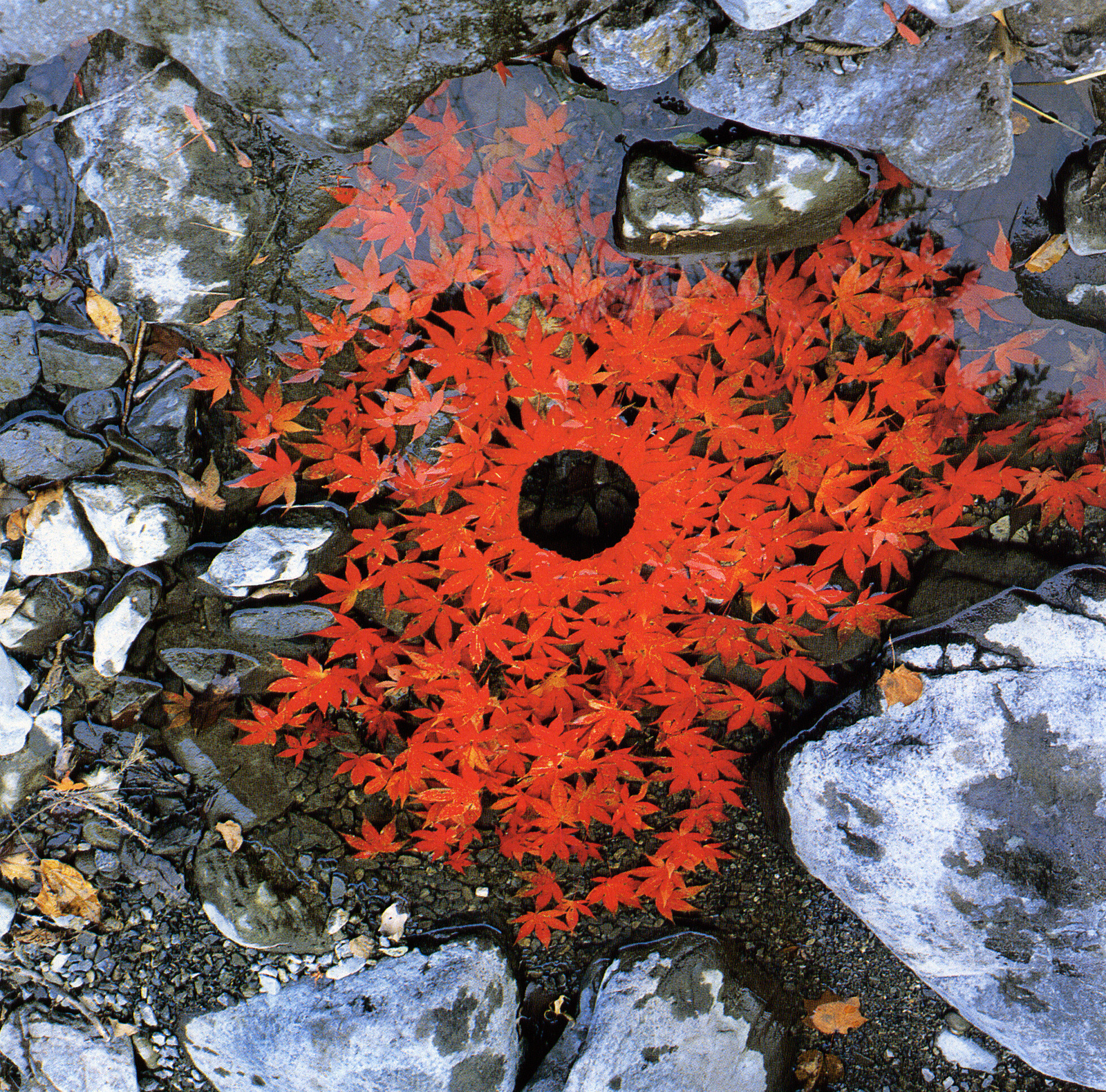 Ephémères : Connaissez-vous Andy Goldsworthy?